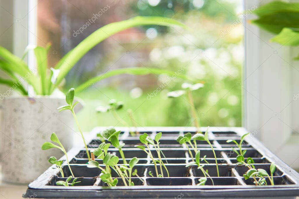 Las plantas jóvenes mezclan plántulas que crecen en una bandeja de propagación cerca de la ...
