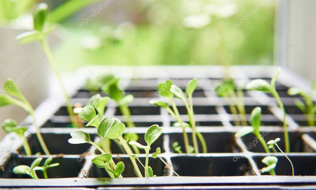Las plantas j venes mezclan pl ntulas que crecen en una bandeja de propagaci n cerca de la ...