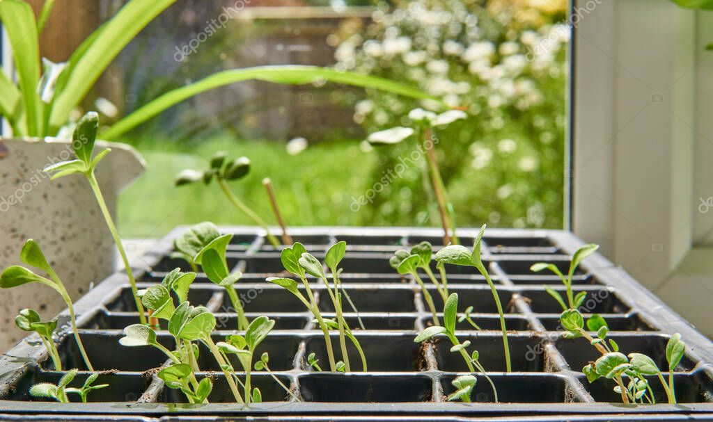 Las plantas jóvenes mezclan plántulas que crecen en una bandeja de propagación cerca de la ...