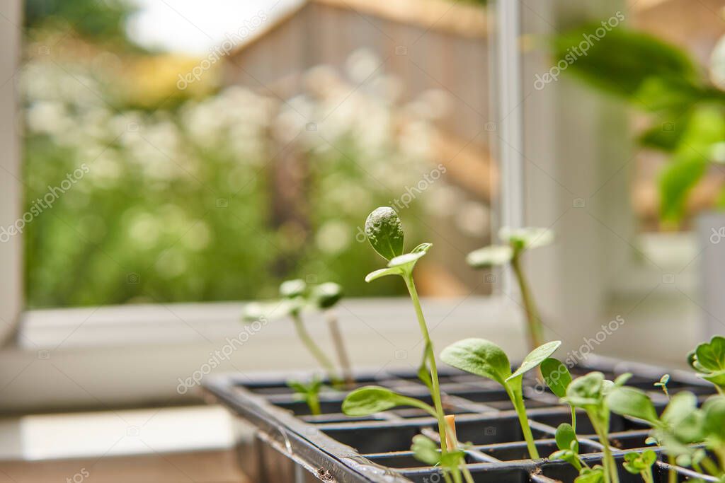 Las plantas jóvenes mezclan plántulas que crecen en una bandeja de propagación cerca de la ...