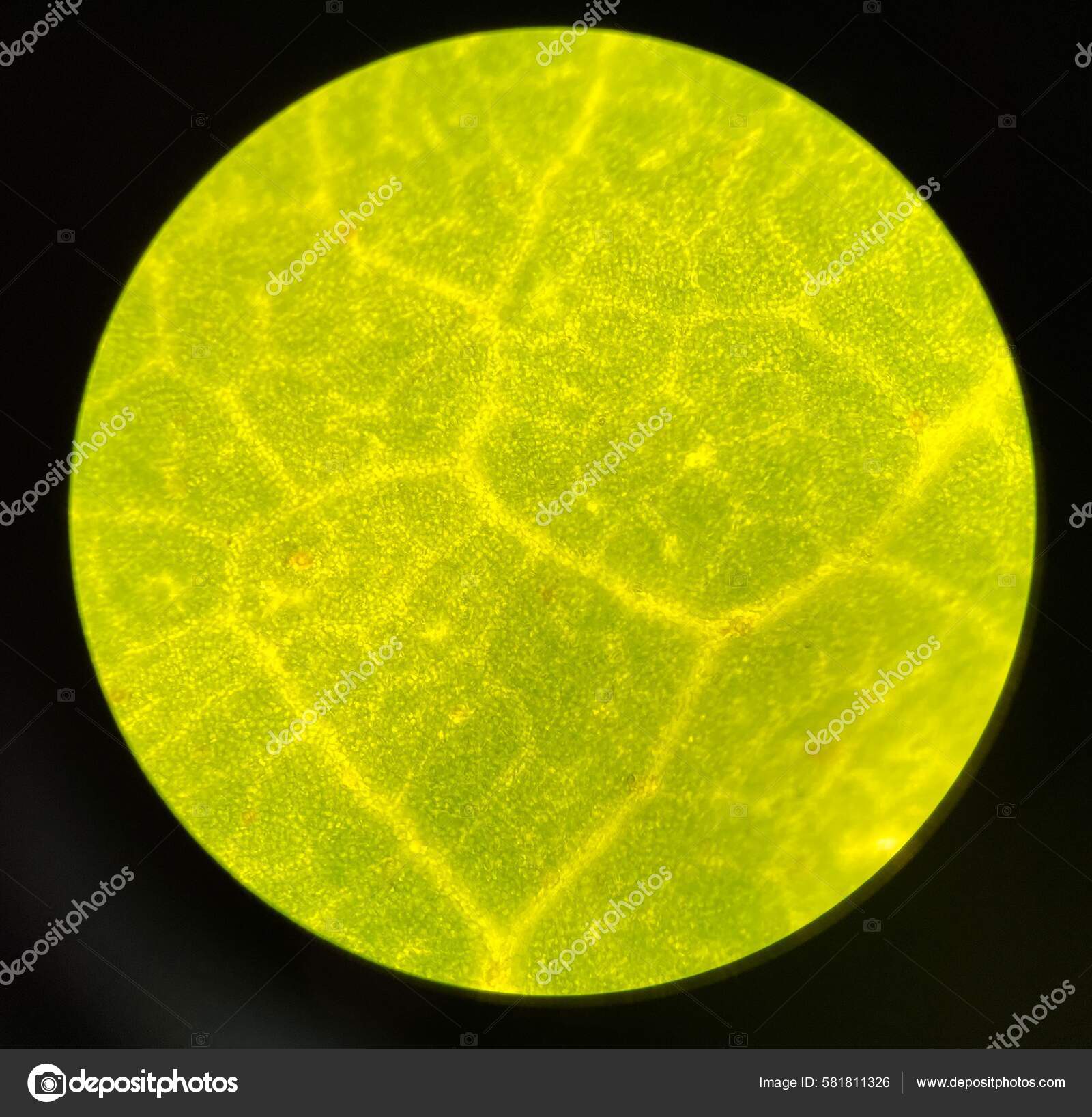 Green Stoma Plants Cell Find Microscope Stock Photo by ©toeytoey 581811326