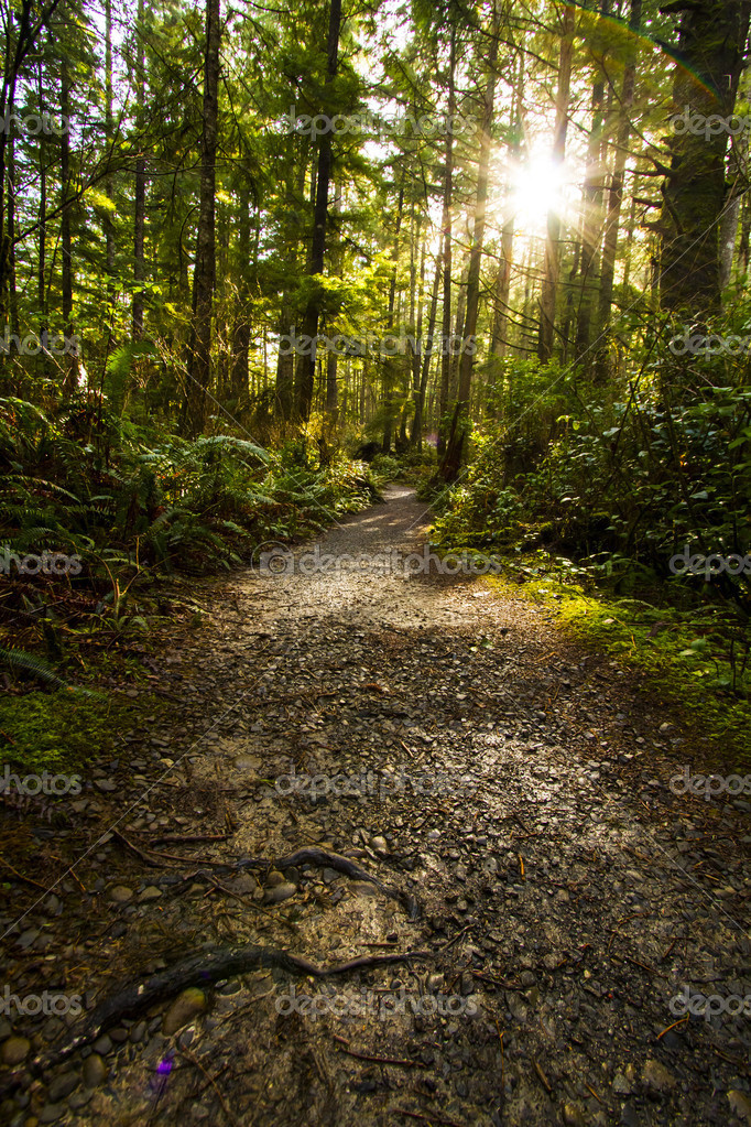 Rainforest Path — Stock Photo © jfergusonphotos #51784309