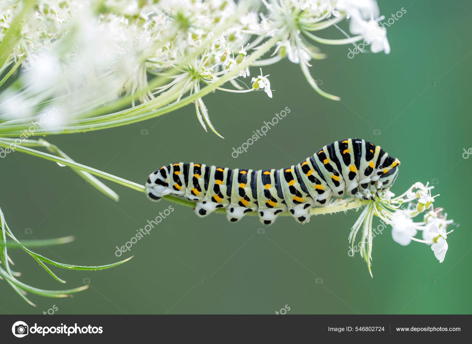 Glasswing Butterfly Caterpillar