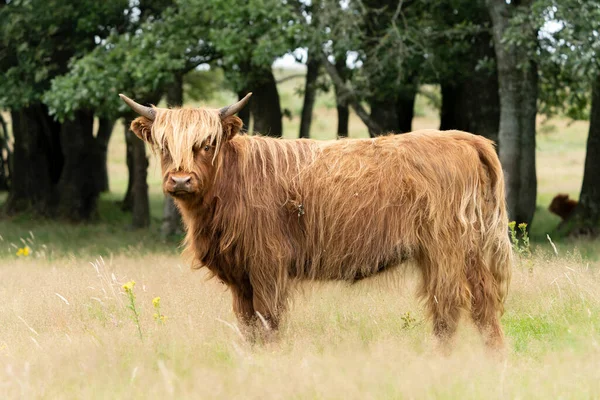 Beautiful Highland Calf Cattle Bos Taurus Taurus Grazing Field Veluwe ...