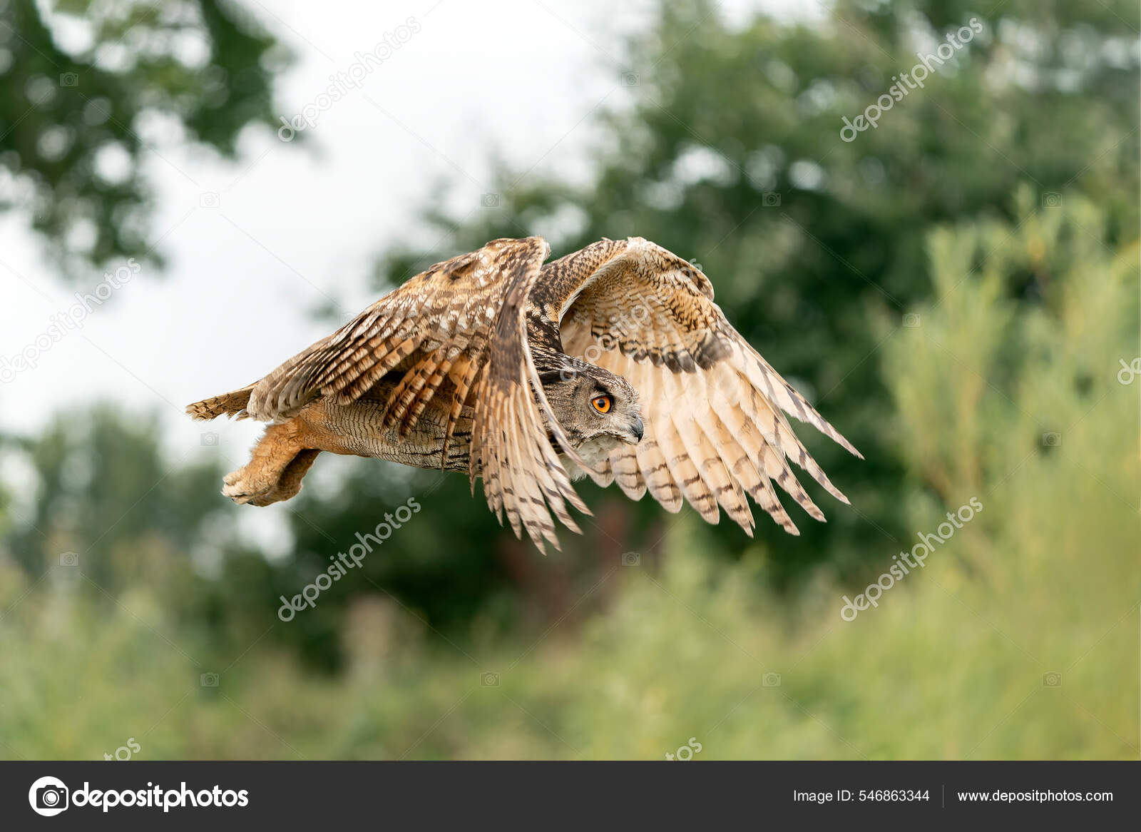 Eurasian Eagle Owl Attack