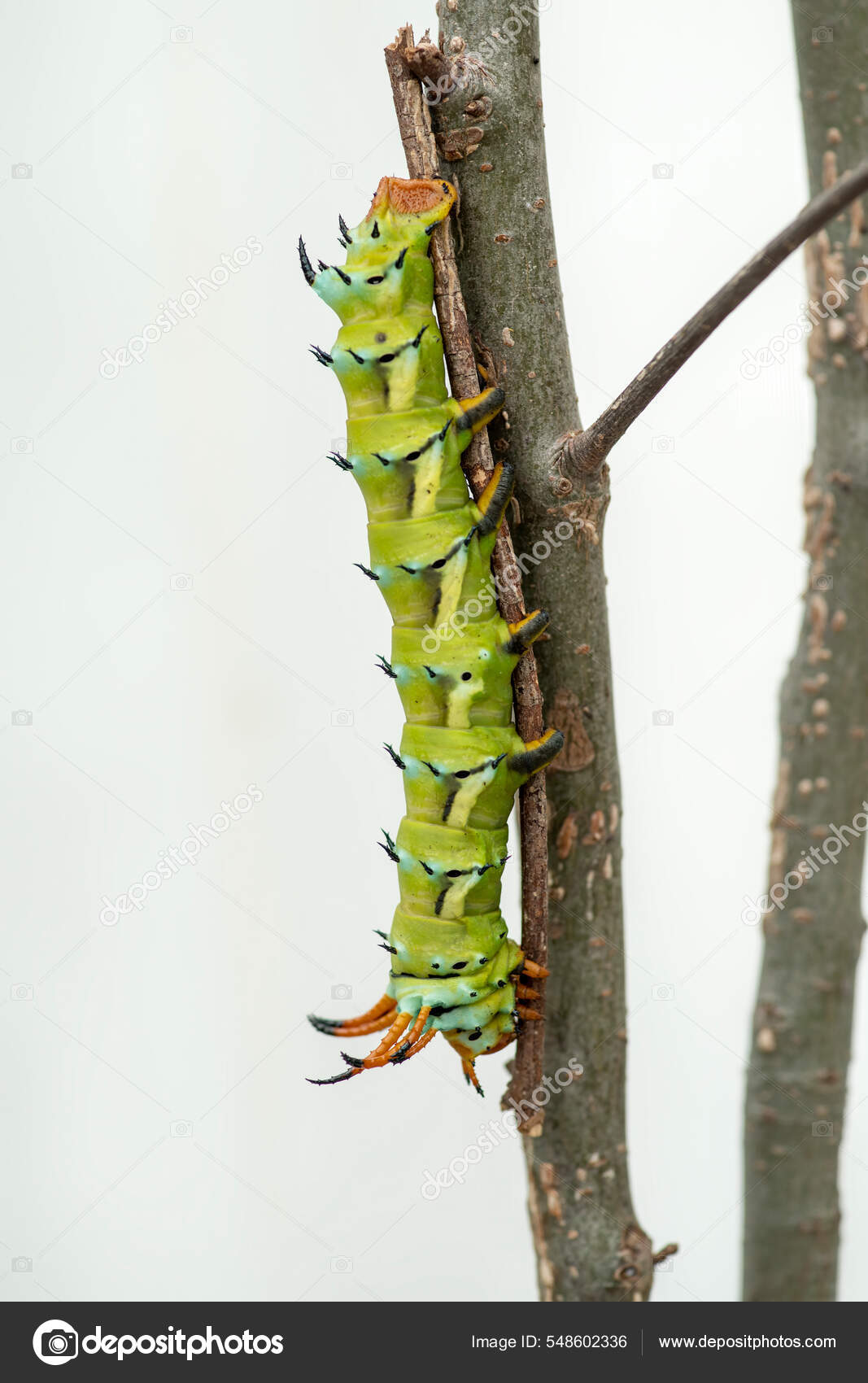 Royal Walnut Moth Caterpillar