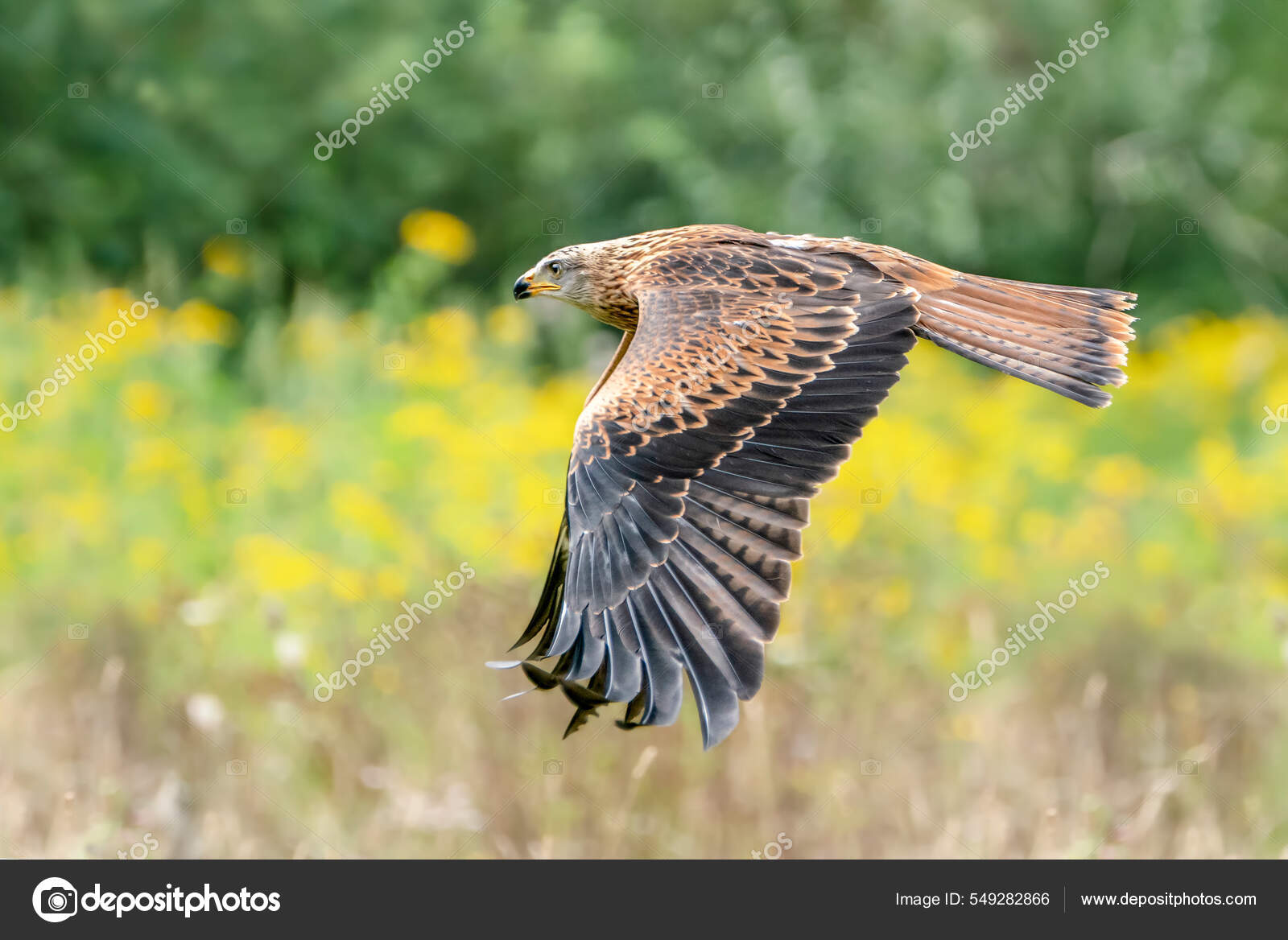 Buteo Rufinus