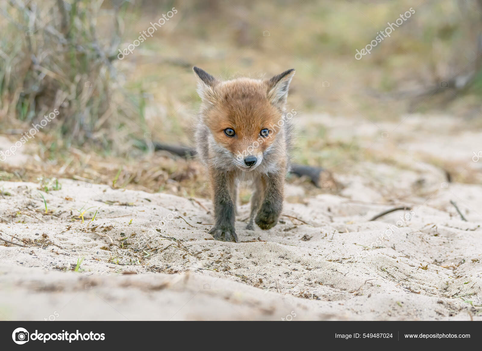Little Red Fox Vulpes Vulpes Burrow Newborn Red Fox Cub Stock Photo by ...