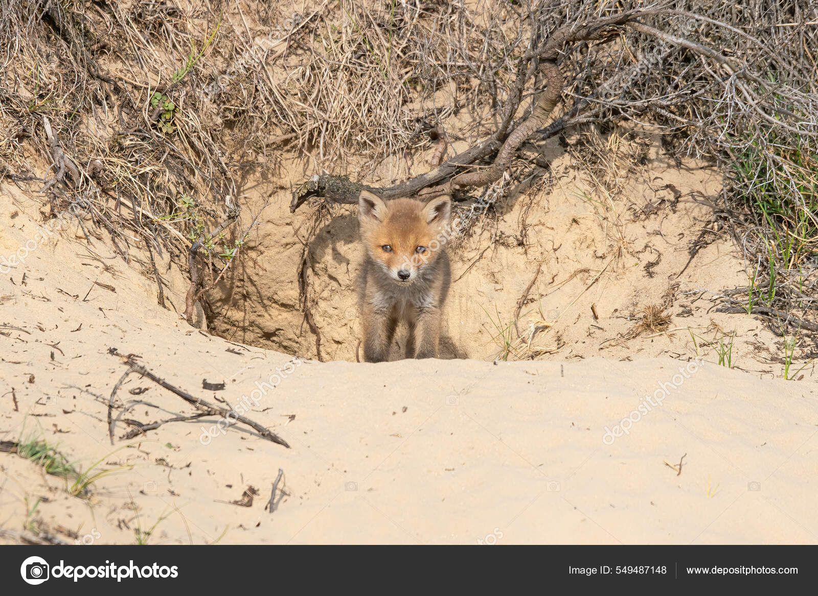 Little Red Fox Vulpes Vulpes Burrow Newborn Red Fox Cub — Stock Photo ...