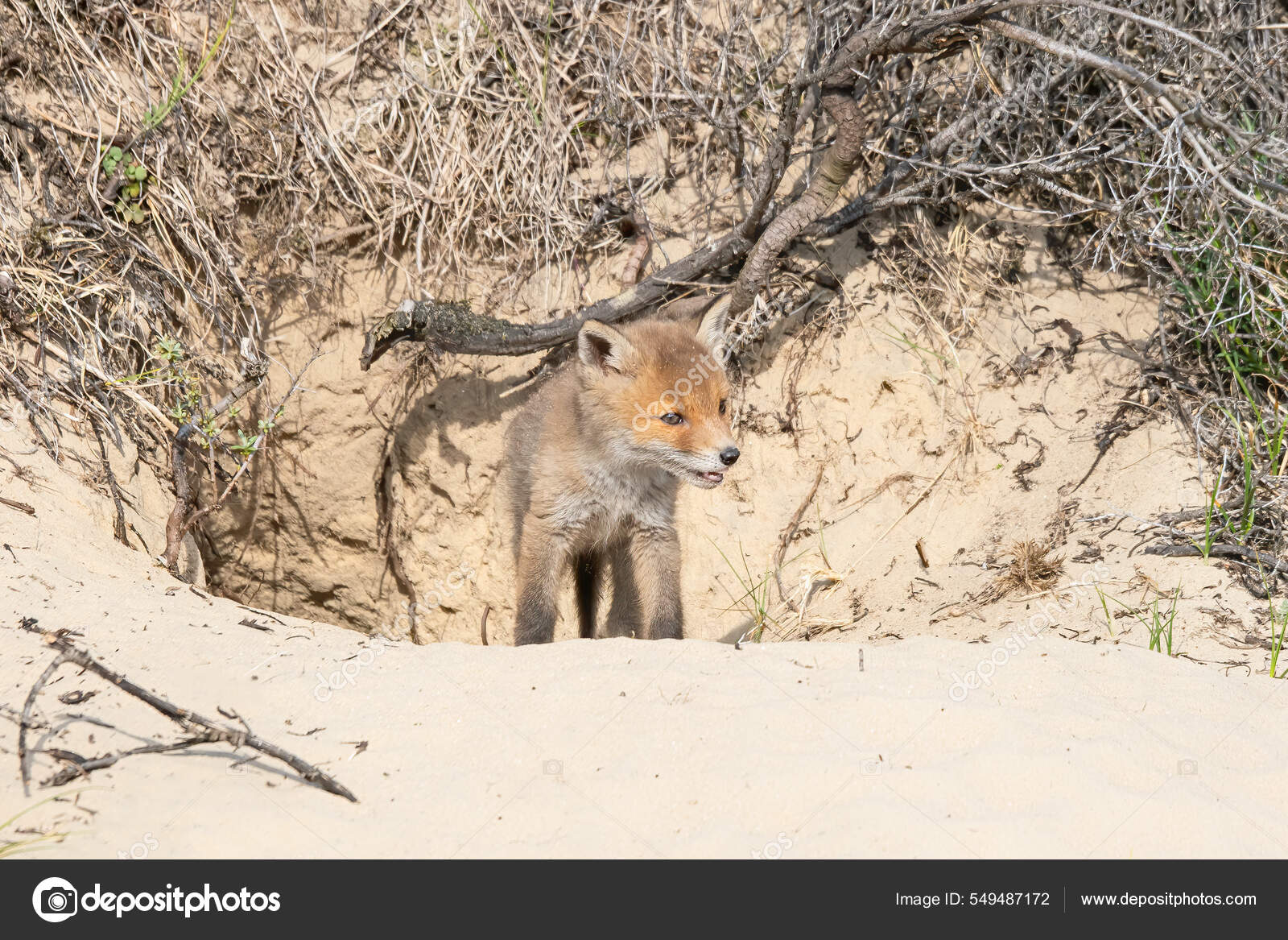 Little Red Fox Vulpes Vulpes Burrow Newborn Red Fox Cub Stock Photo by ...