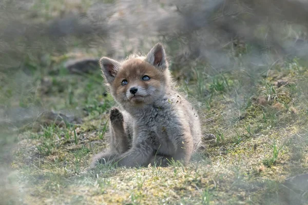 Cute Baby Coyote
