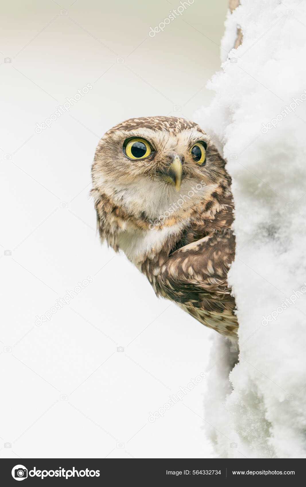Cute Burrowing Owl Athene Cunicularia Sitting Branch Snow — Stock Photo ...