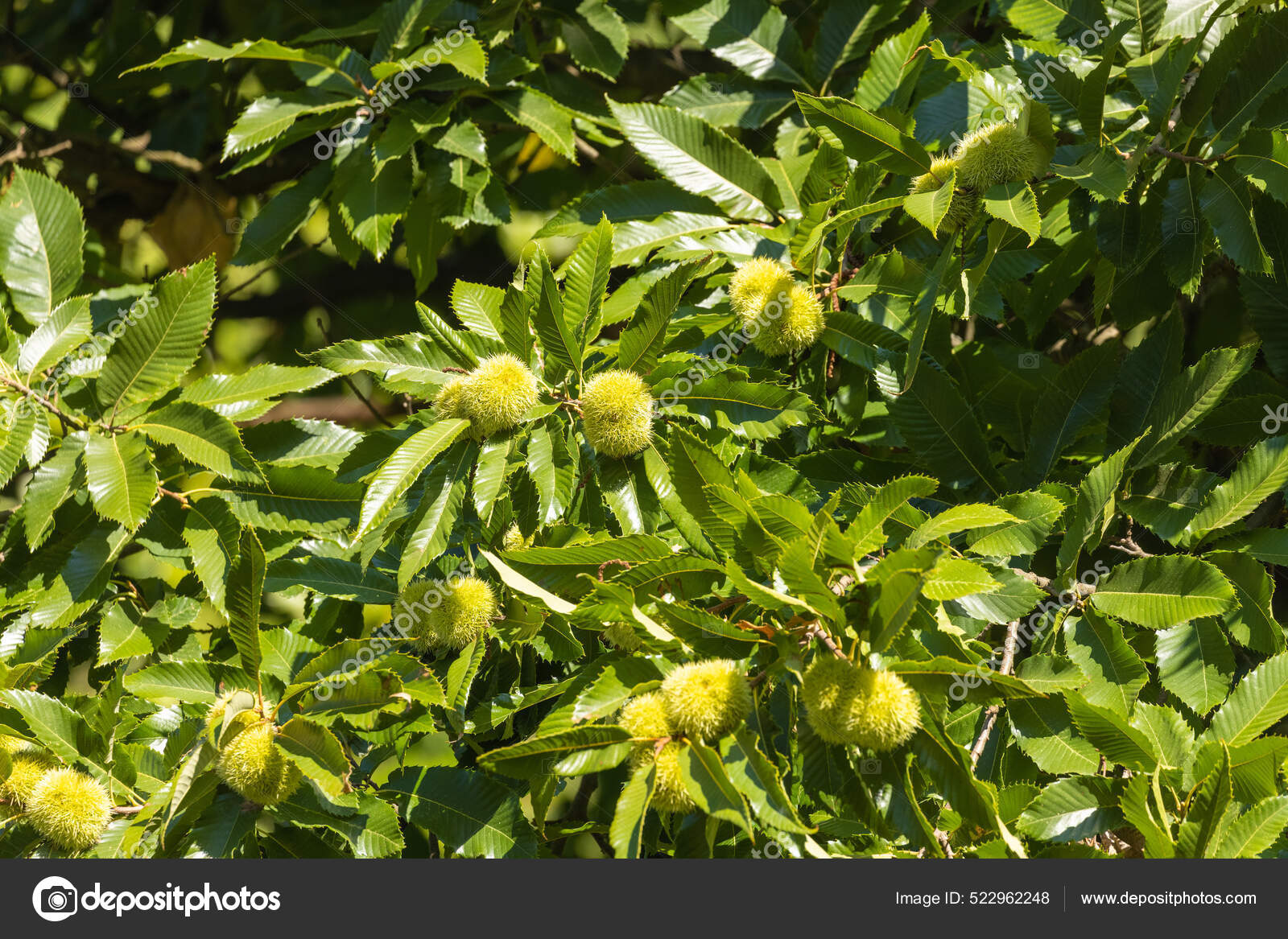 Spiky Fruit Tree