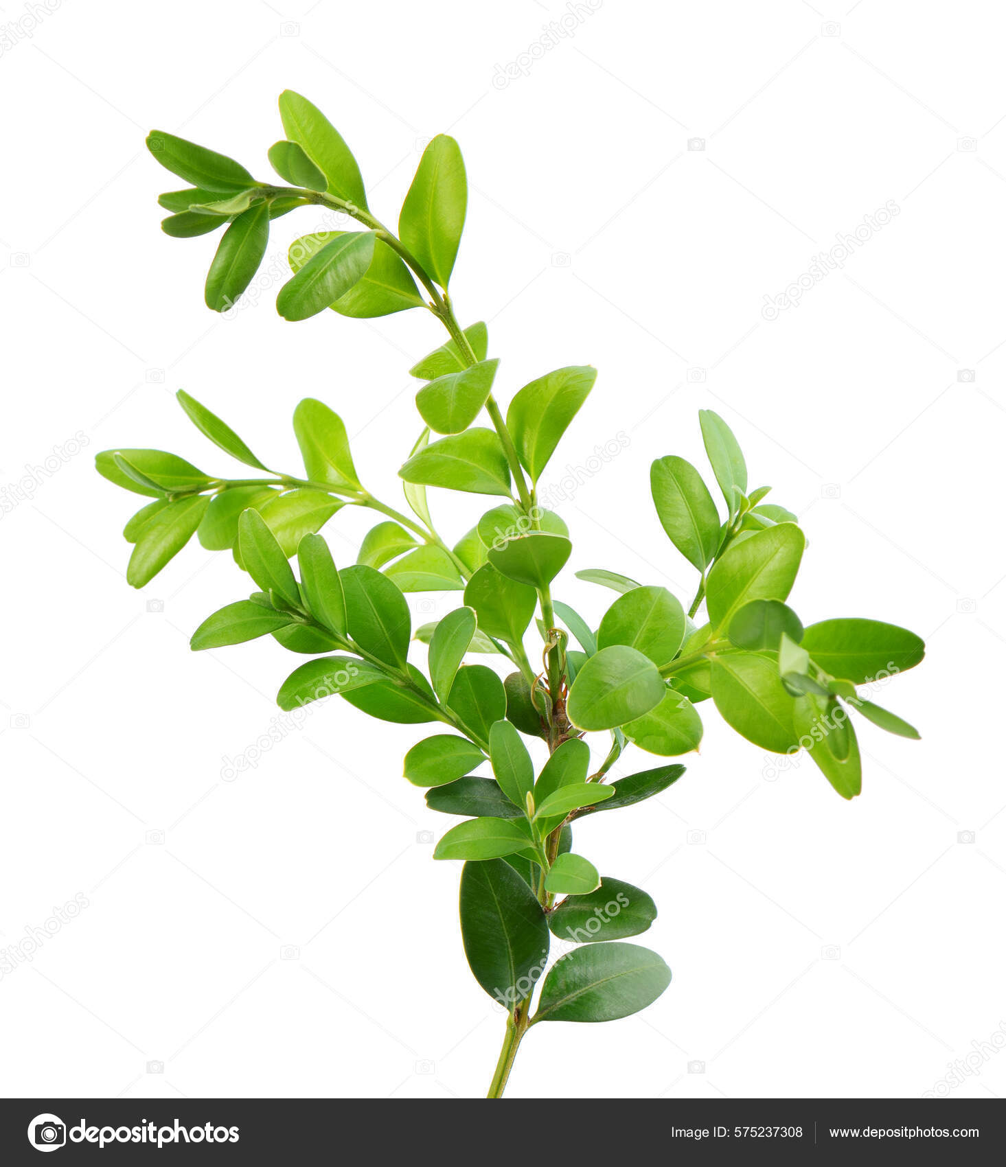 Boxwood Branch Isolated White Background Green Boxwood Sprig Buxus ...