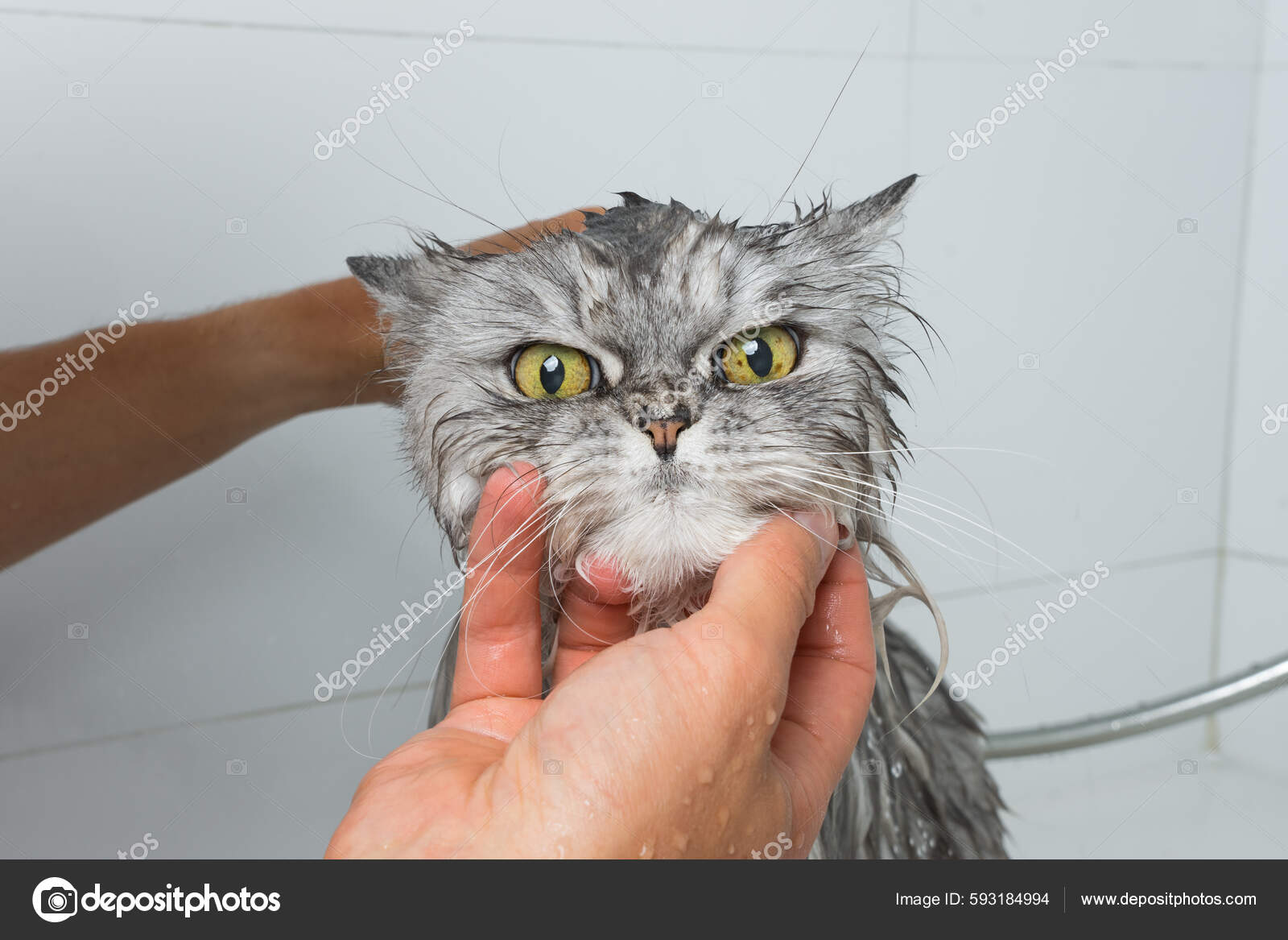 Funny Grey Persian Cat Shower Bath Washing Cat Groomer Salon — Stock ...