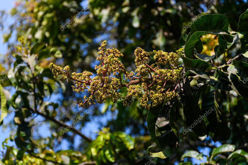 Mango en flor, Mangifera indica, familia Anacardiaceae, árbol Evergreen ...