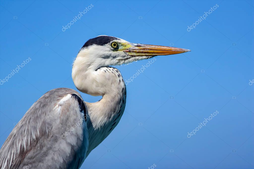 Garza es gris contra el cielo azul, de cerca. Garza gris o Ardea ...