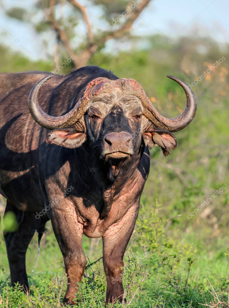 Retrato completo de toro de búfalo salvaje en la sabana africana ...