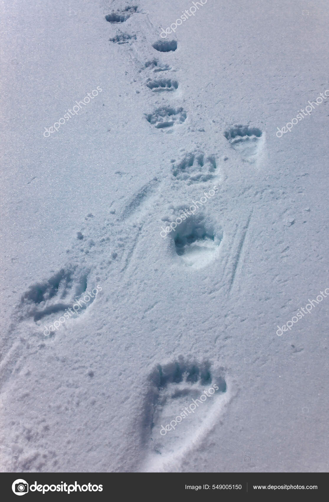 Black Bear Tracks In Snow