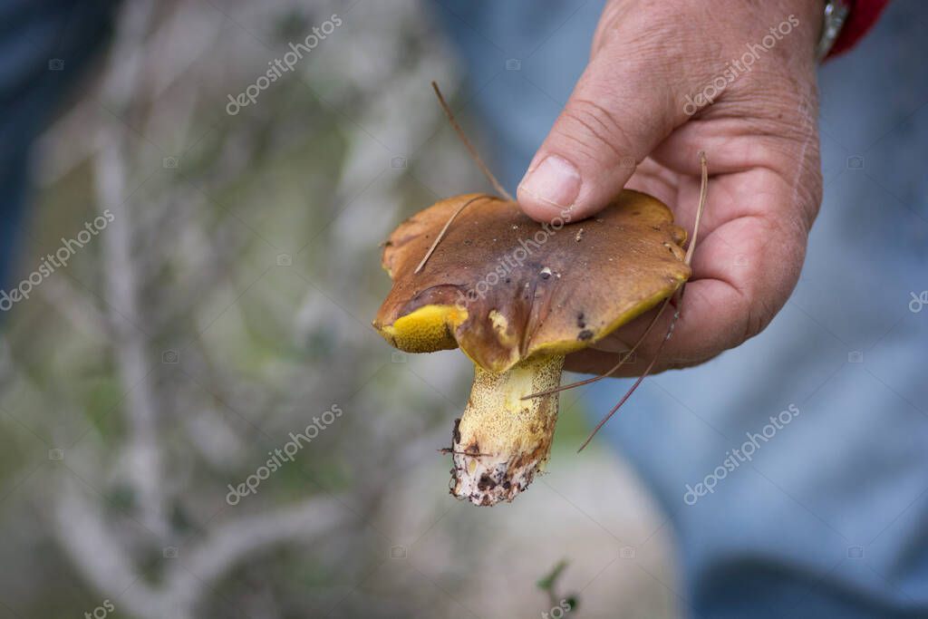 Una mano que presenta un hongo recién recogido "Bolete Llorón" (Suillus ...