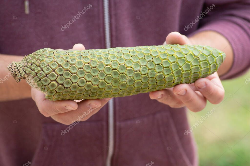 Manos sosteniendo la fruta Monstera deliciosa, o la planta de queso ...