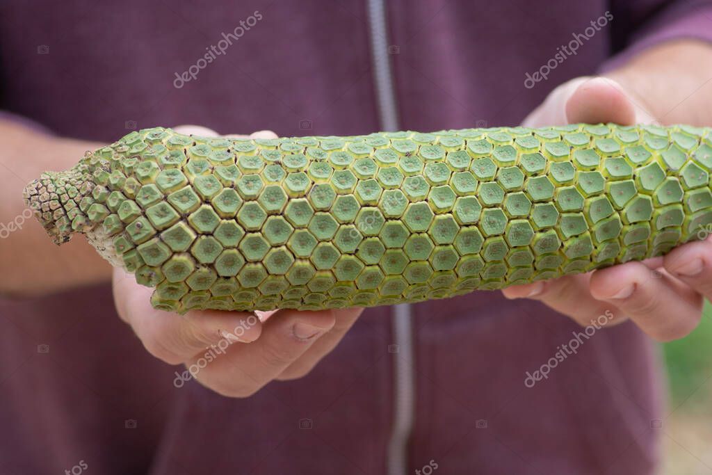 Manos sosteniendo la fruta Monstera deliciosa, o la planta de queso ...