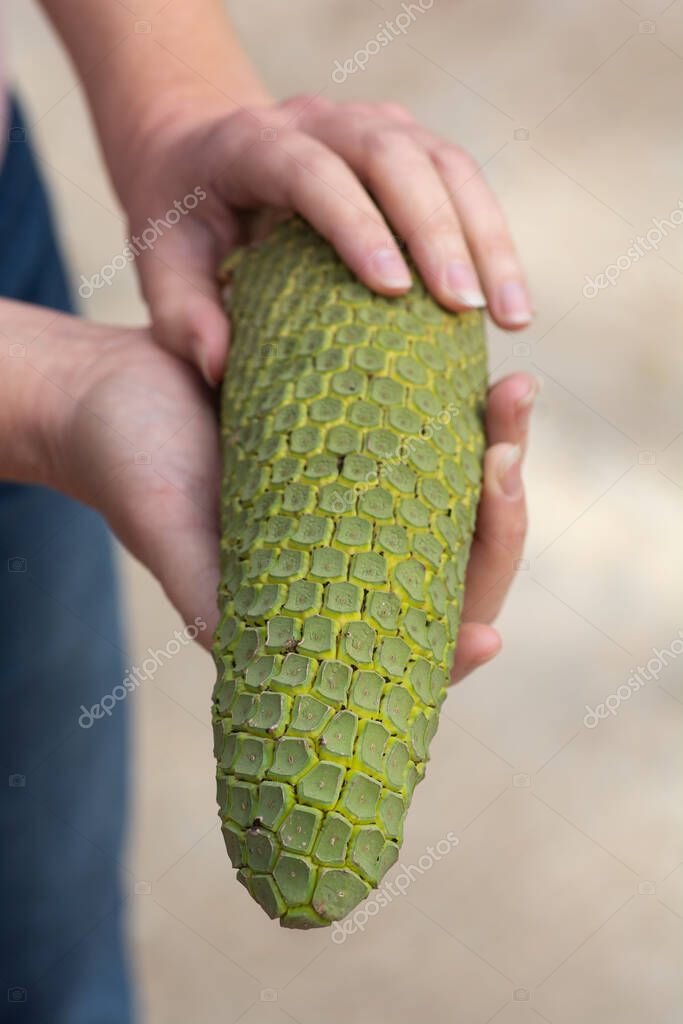 Manos sosteniendo la fruta Monstera deliciosa, o la planta de queso ...