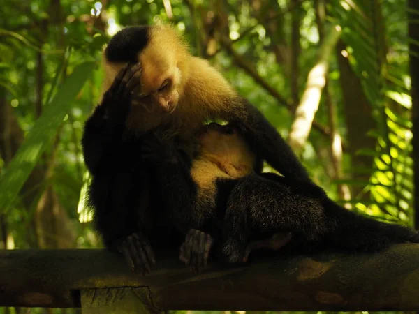 Hooded capuchin monkey Stock Photos, Royalty Free Hooded capuchin ...