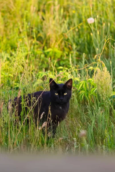 Avistamiento Stock Photos, Royalty Free Avistamiento Images | Depositphotos