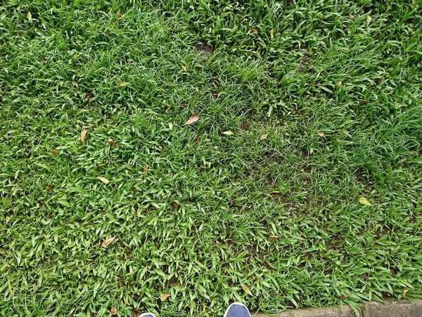 Pasto de futbol Stock Photos, Royalty Free Pasto de futbol Images ...