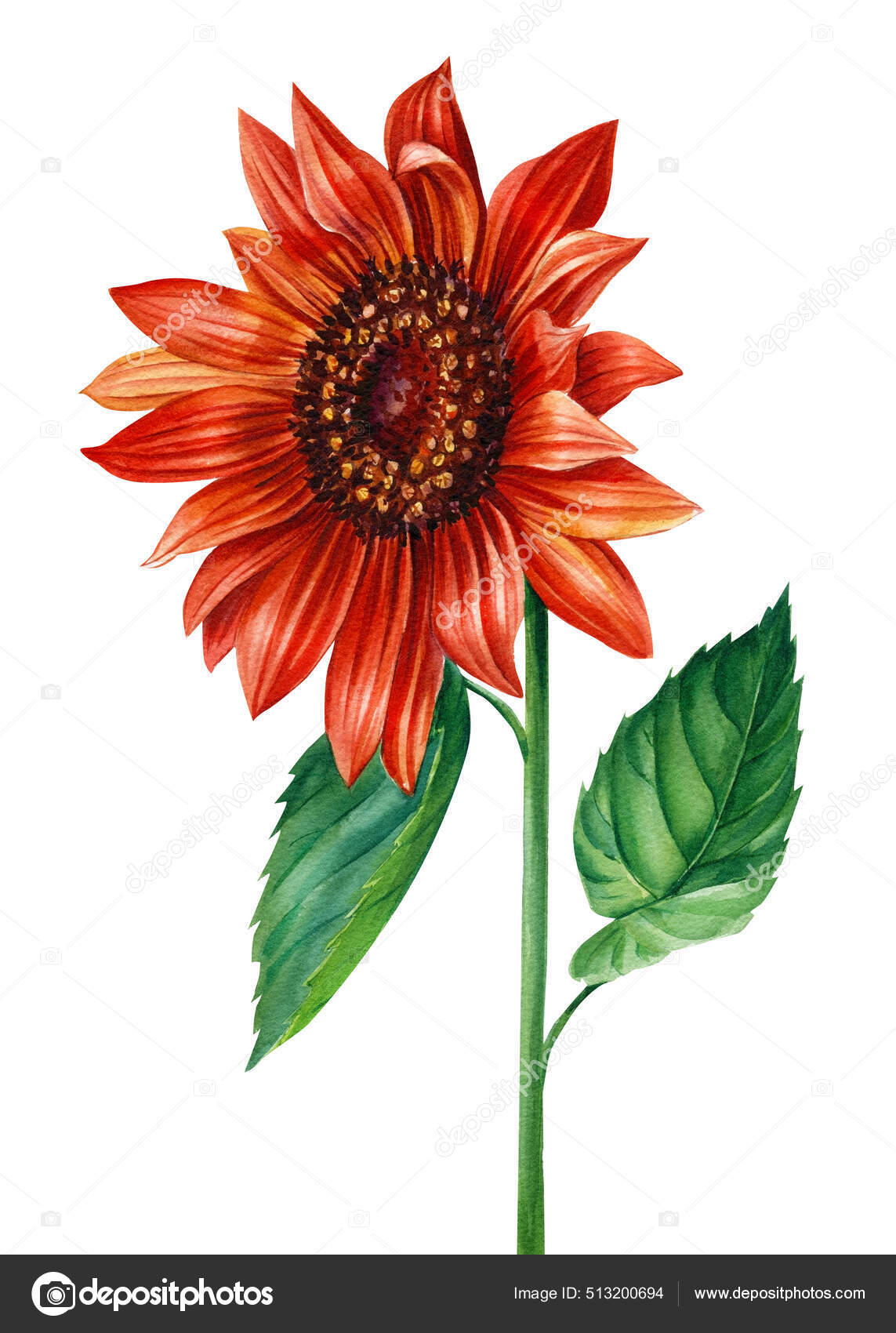 Red Sunflower Watercolor