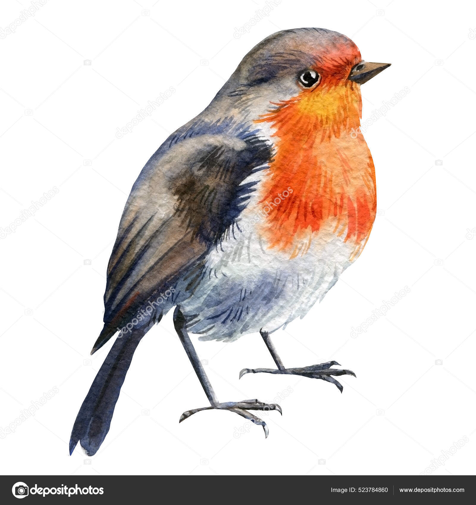 Robin bird watercolor. Hand drawn Illustration isolated on white ...