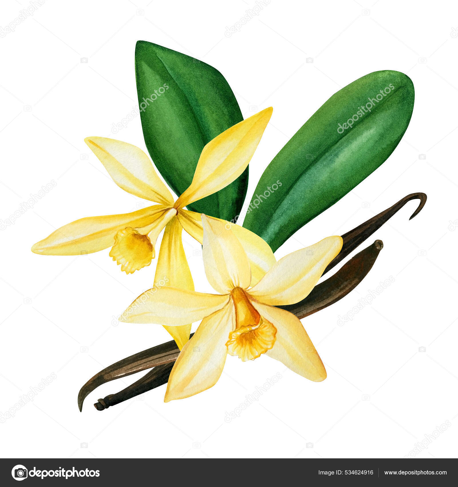 Vanilla flowers on isolated white background, watercolor hand drawing ...