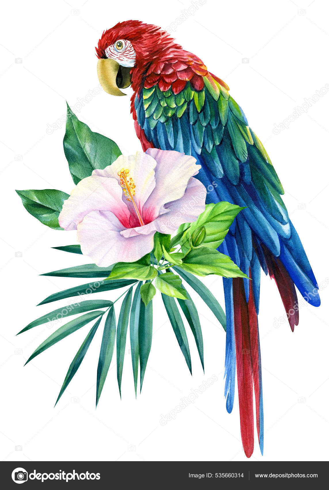 Parrot macaw and tropical flower on isolated white background ...