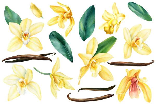 Vanilla flower realistic set with flowers, dried brown beans and leaves ...