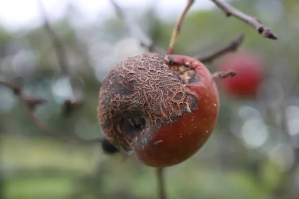 Rotten apple tree Stock Photos, Royalty Free Rotten apple tree Images ...