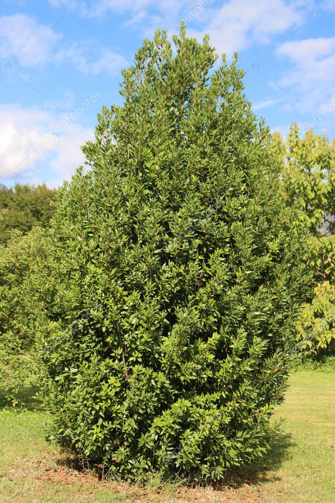 Arbusto de laurel con bayas negras maduras en ramas contra el cielo ...