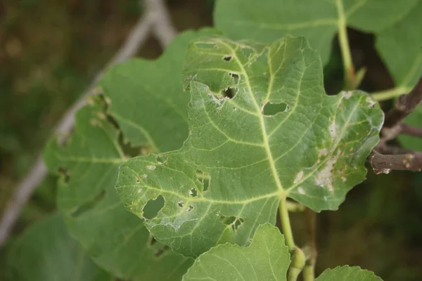 Insect damage to crops Stock Photos, Royalty Free Insect damage to ...