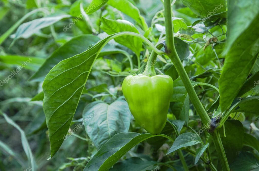 Pimiento verde en el jardín en una rama en el fondo de la vegetación 2022