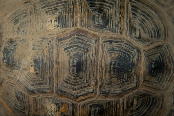 Turtle texture Stock Photos, Royalty Free Turtle texture Images ...