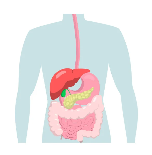 Digestive System No Labels