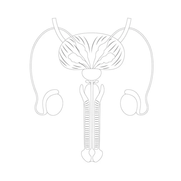 Diagrama de l nea de la anatom a de los rganos reproductores masculinos sobre fondo blanco ...