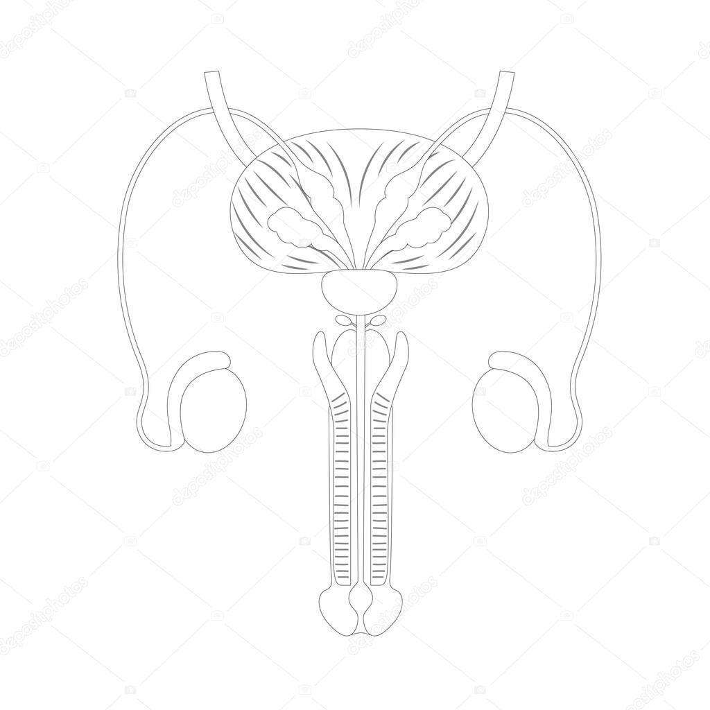 Diagrama de l nea de la anatom a de los rganos reproductores masculinos sobre fondo blanco ...