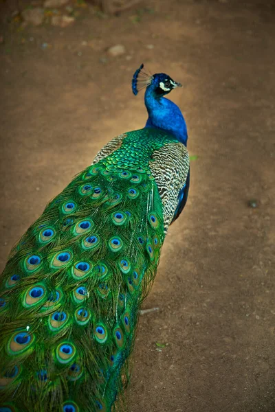 Indian peacock guarding Stock Photos, Royalty Free Indian peacock ...