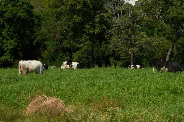 Pastoral farming Stock Photos, Royalty Free Pastoral farming Images ...