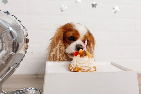 Cute spaniel sitting near white box with cake decorated with fruits and ...