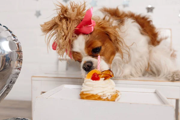 Pretty spaniel wearing pink bow eat cake decorated with fruits and ...