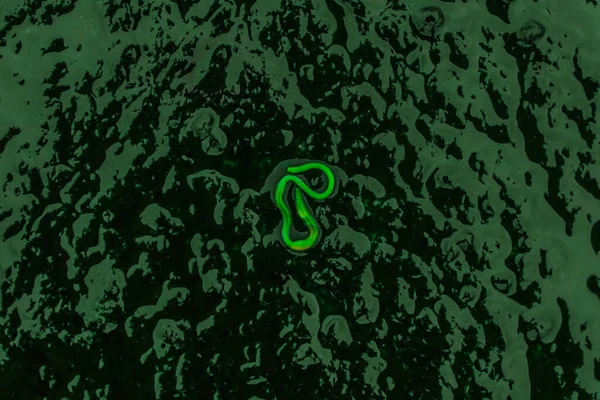 Gusano radiactivo. El animal deshuesado oblongo de cuerpo blando muere ...