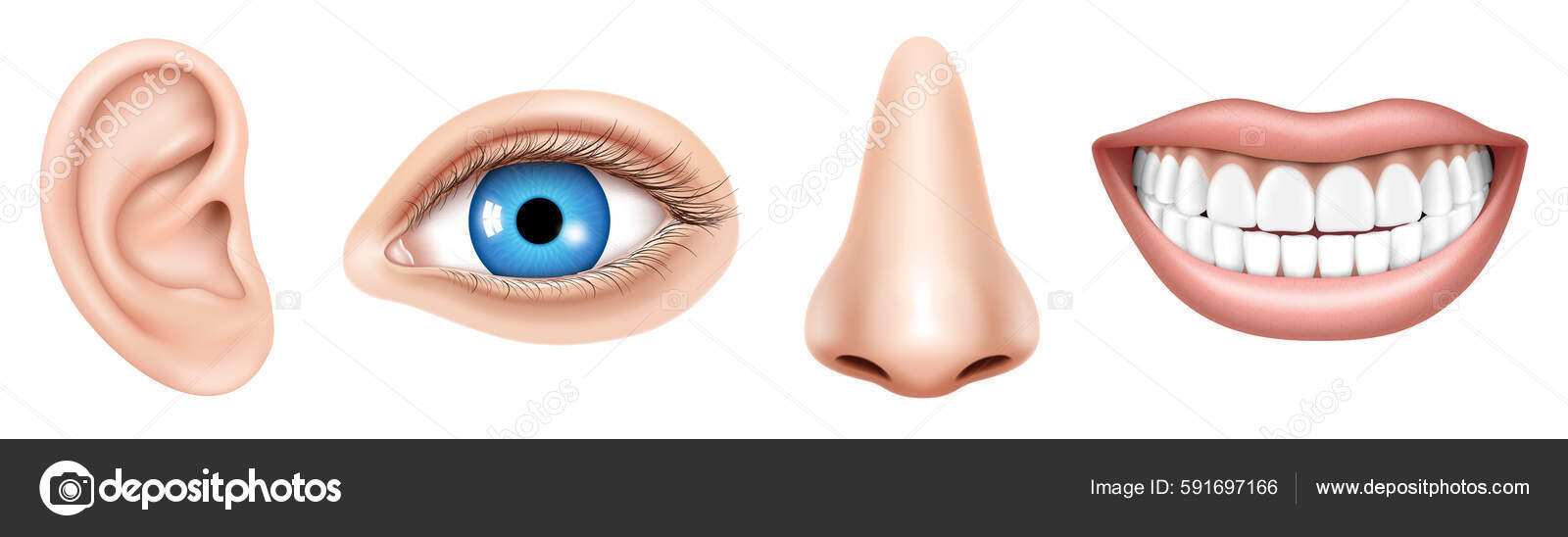 Realistic Human Face Parts Sensory Organs Set Body Parts Eye Stock ...
