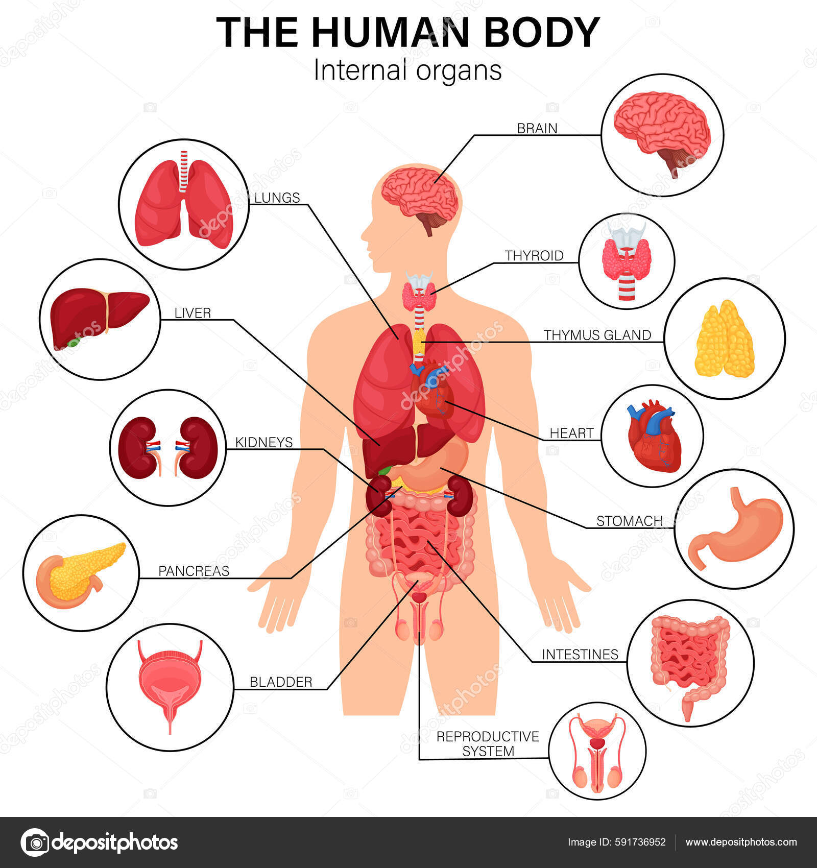 Human Body Internal Organs Diagram Flat Infographic Poster Icons Image ...